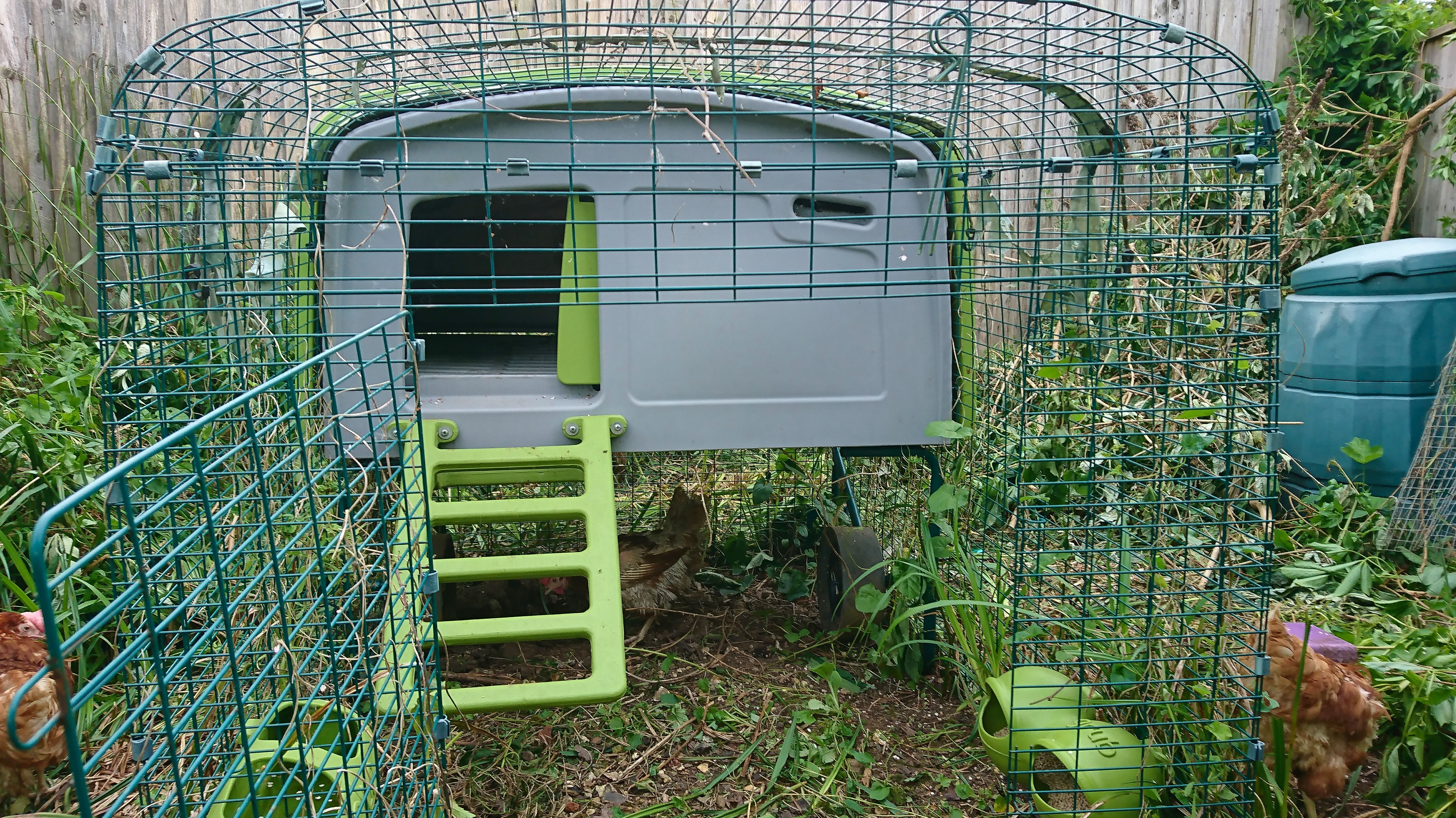 The Hen Pen – Mister Bump