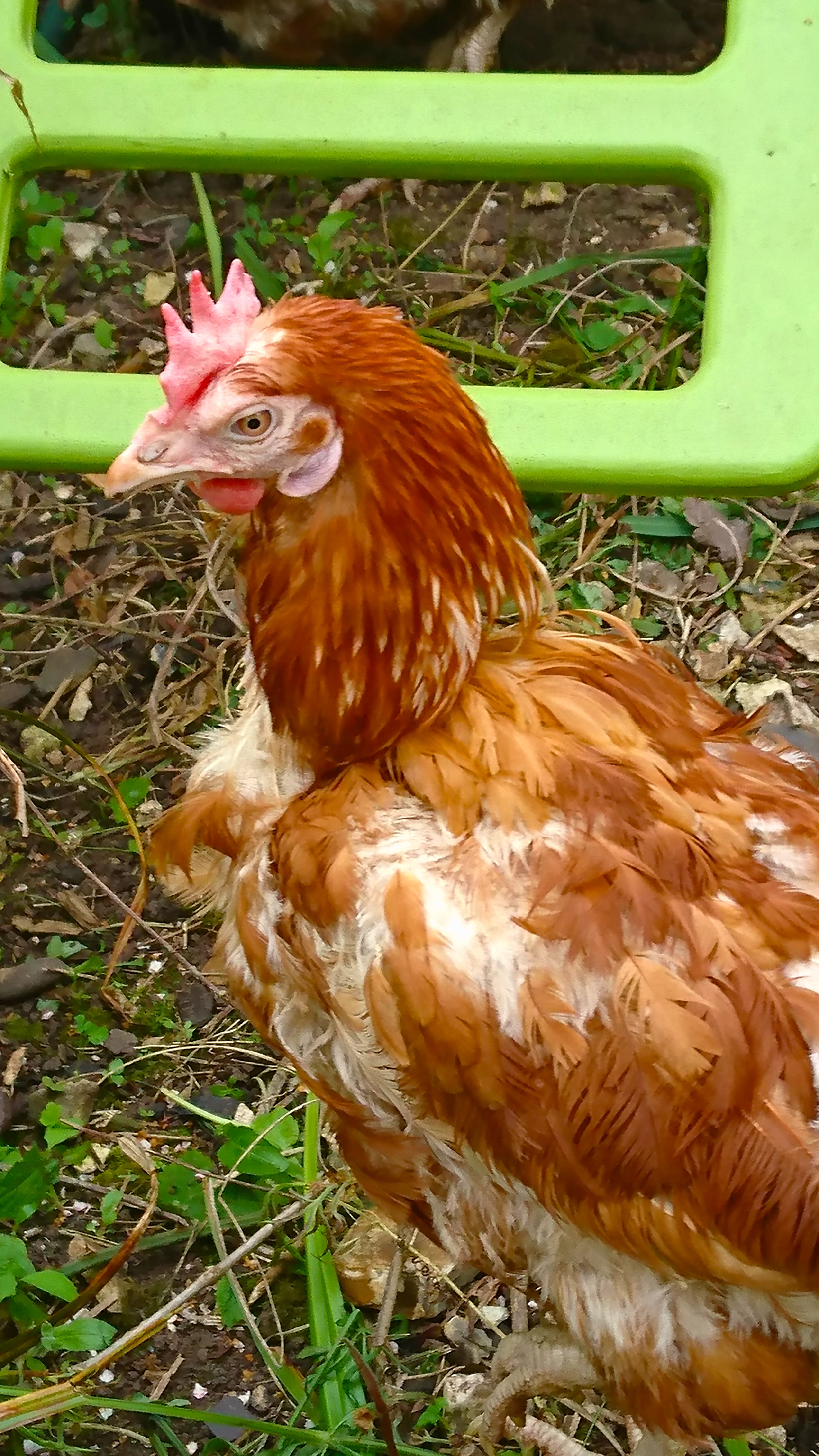 The Hen Pen – Mister Bump